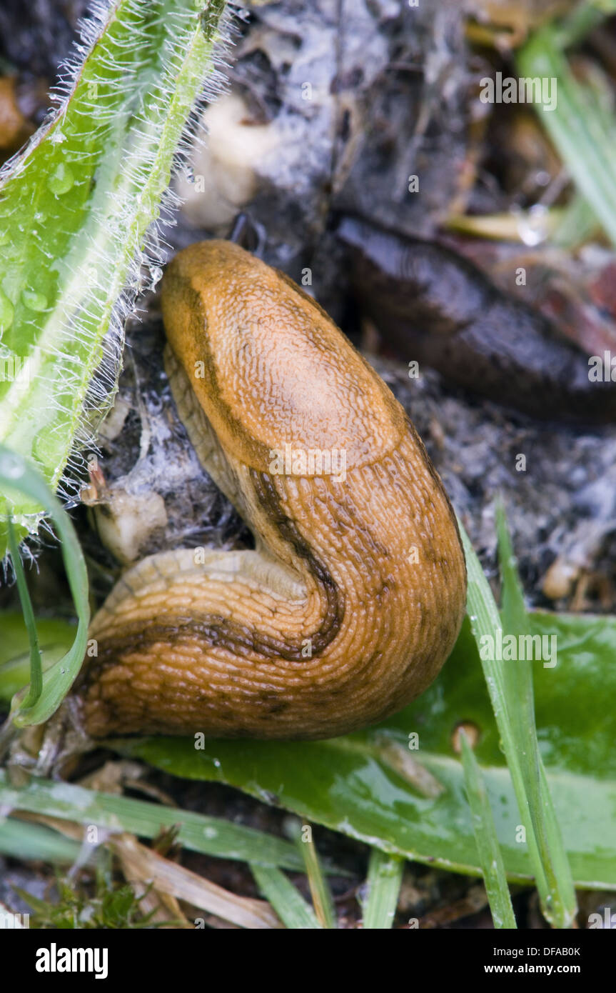 Slugterra Dustpuff Slug