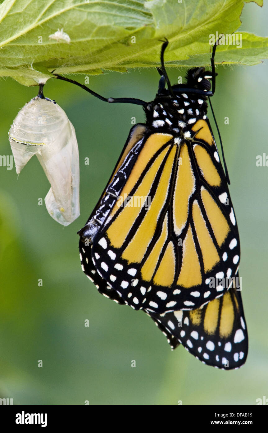 Empty cocoon hi-res stock photography and images - Alamy