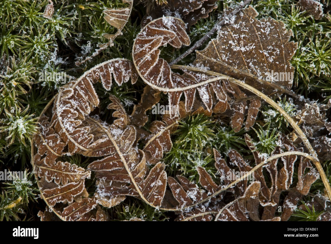 Species pteridium aquilinum hi-res stock photography and images - Alamy