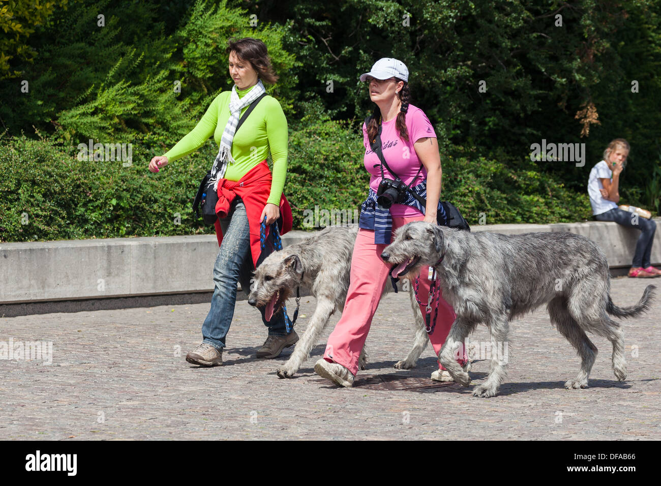 Women walking Irish wolf hounds outside Copenhagen Denmark Stock Photo ...