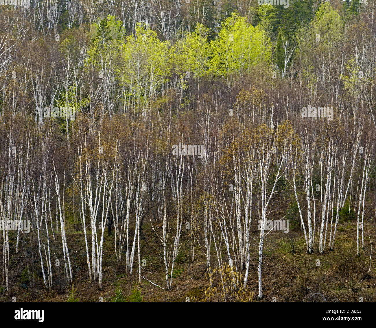 Hillside of white birch trees and aspens in early spring Stock Photo ...