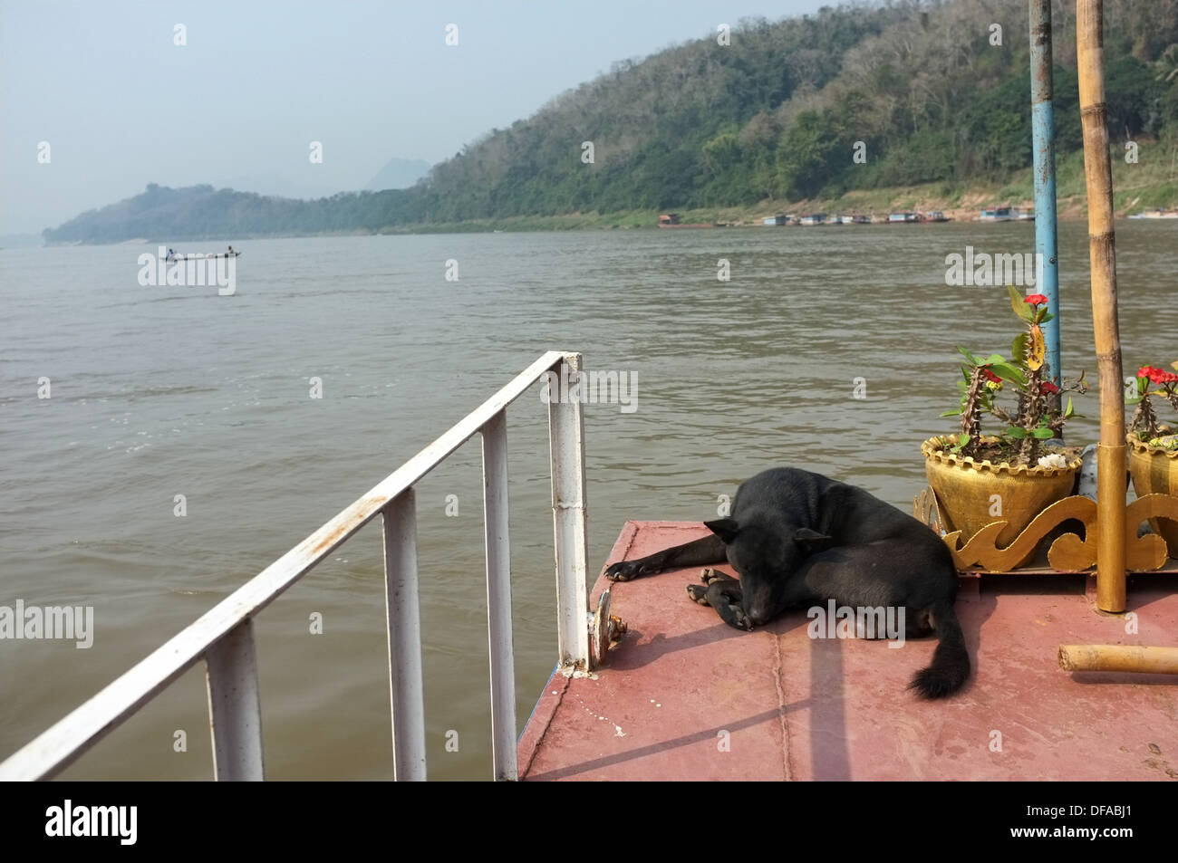 Dog sleeping on Mekong River ferry boat in Luang Prabang, Laos Stock ...