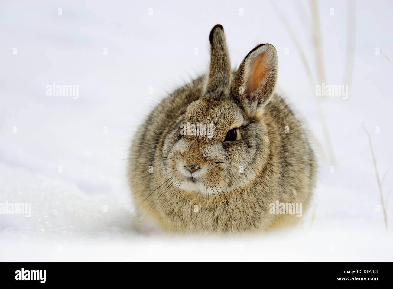 Nuttalls cottontail hi-res stock photography and images - Alamy