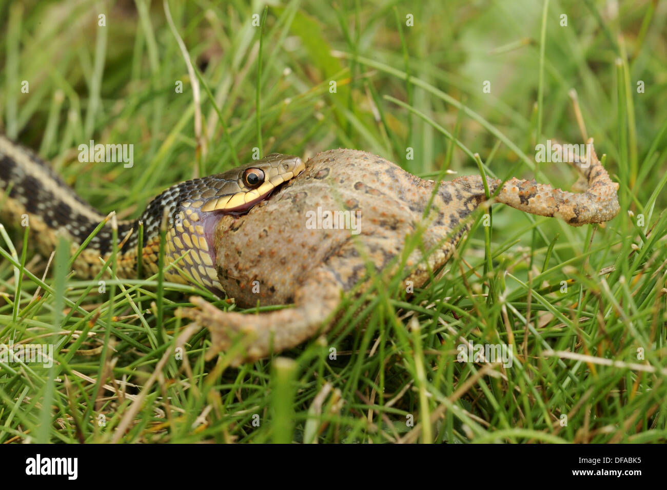 Common toad snake hi-res stock photography and images - Alamy