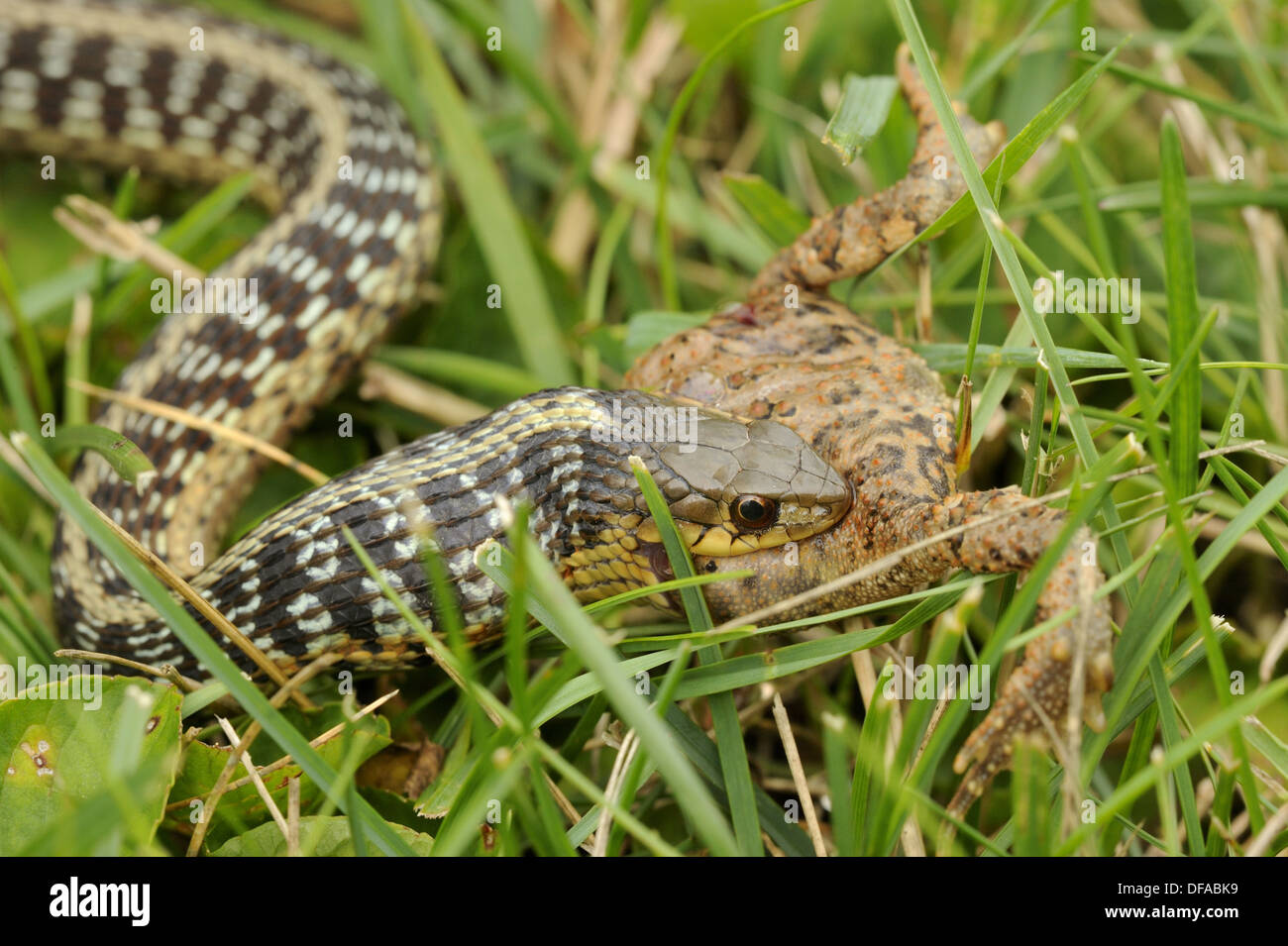 Snake swallow hi-res stock photography and images - Alamy