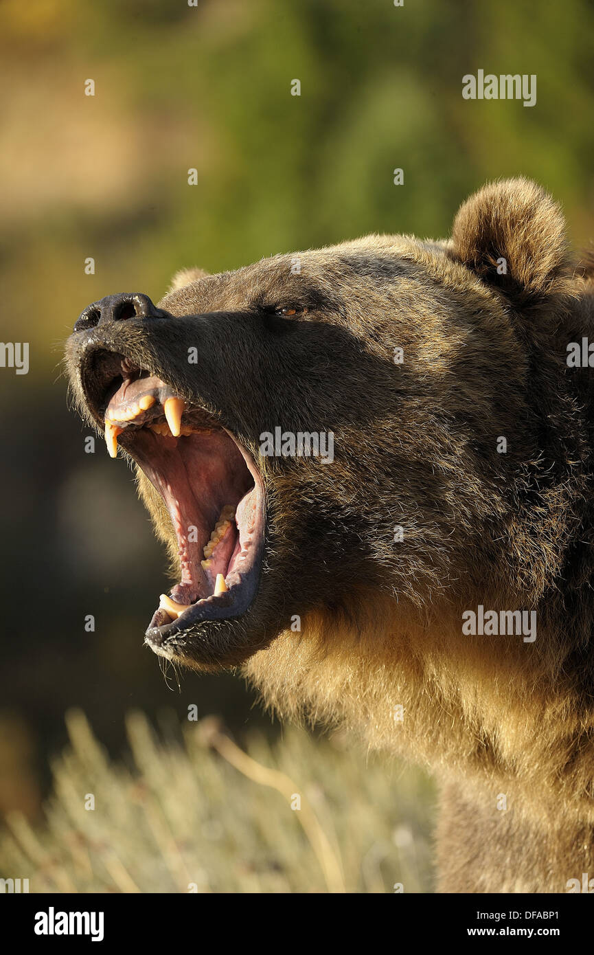 Grizzly bear ursus captive snarling hi-res stock photography and images ...