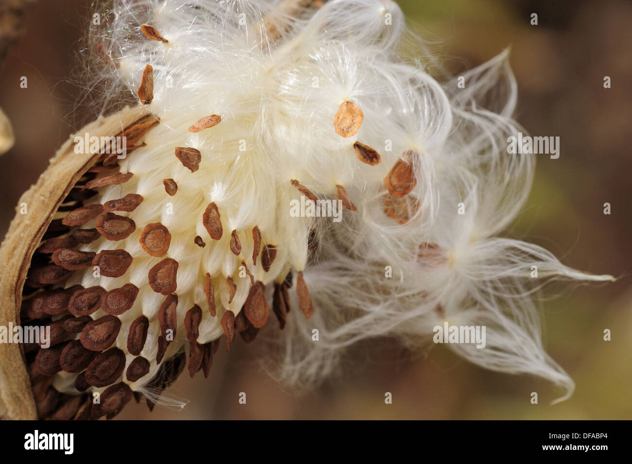 Annual milkweed hi-res stock photography and images - Alamy