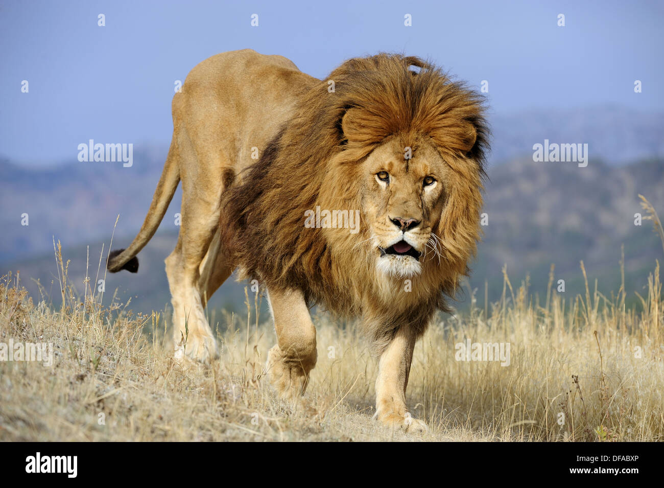 Barbary lion panthera leo extinct hi-res stock photography and images ...