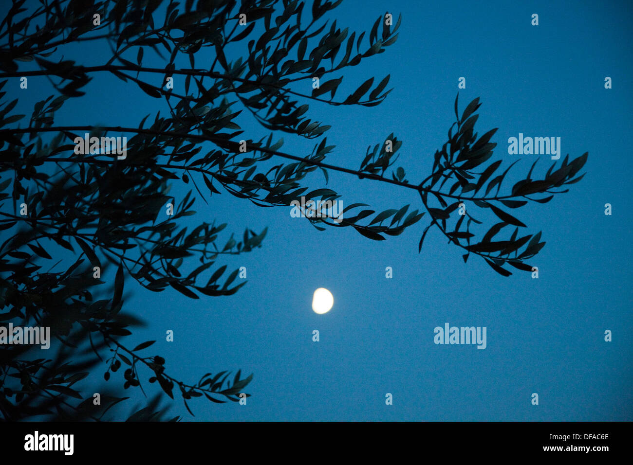 Love tree moon rising hi-res stock photography and images - Alamy