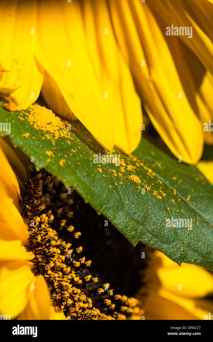 Sunflower pollens hi-res stock photography and images - Alamy