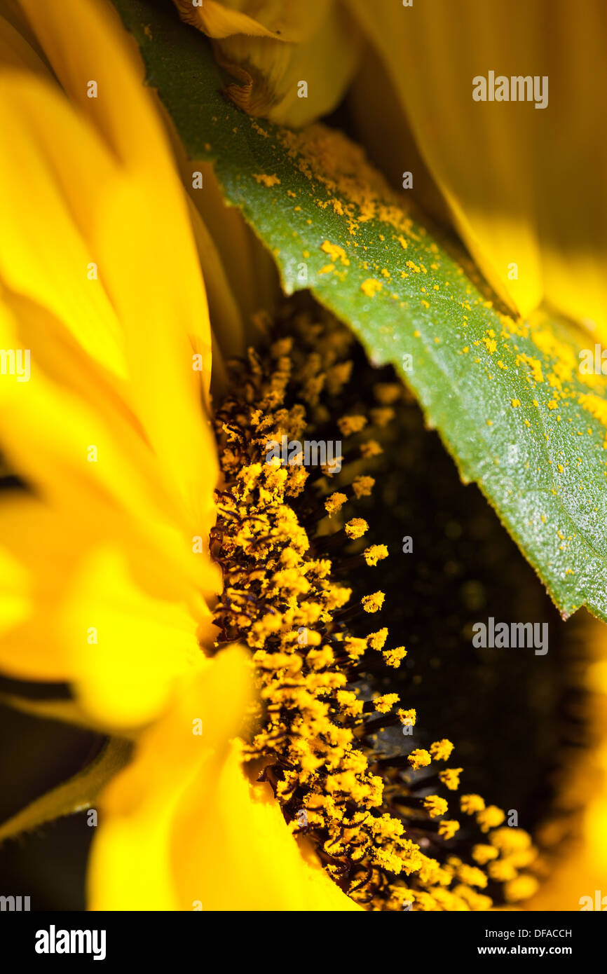 Sunflower pollens hi-res stock photography and images - Alamy