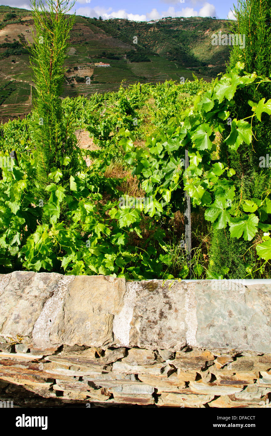 Views of Quinta Nova Vinyards,Estate,River Douro,Vines,Terraces ...