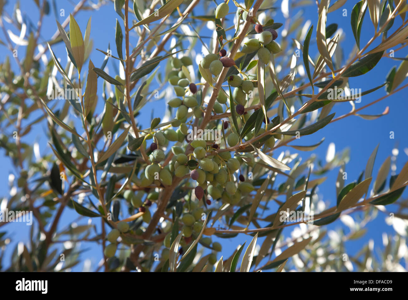 Olive tree mani greece hi-res stock photography and images - Alamy