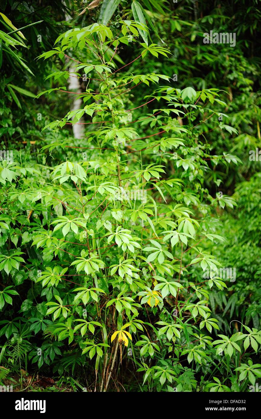 Tapioca leaves hi-res stock photography and images - Alamy