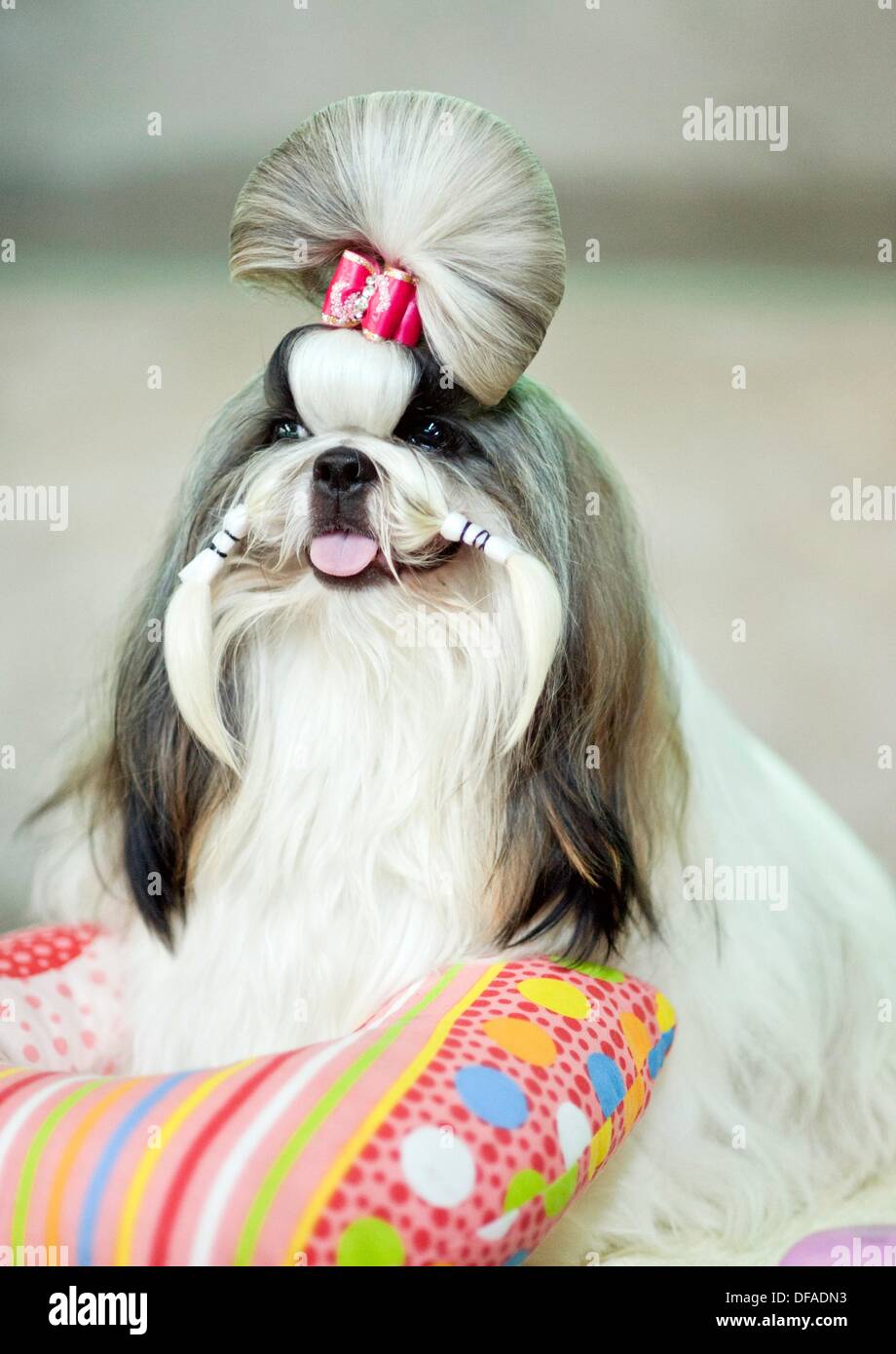 Shizu High Resolution Stock Photography and Images - Alamy