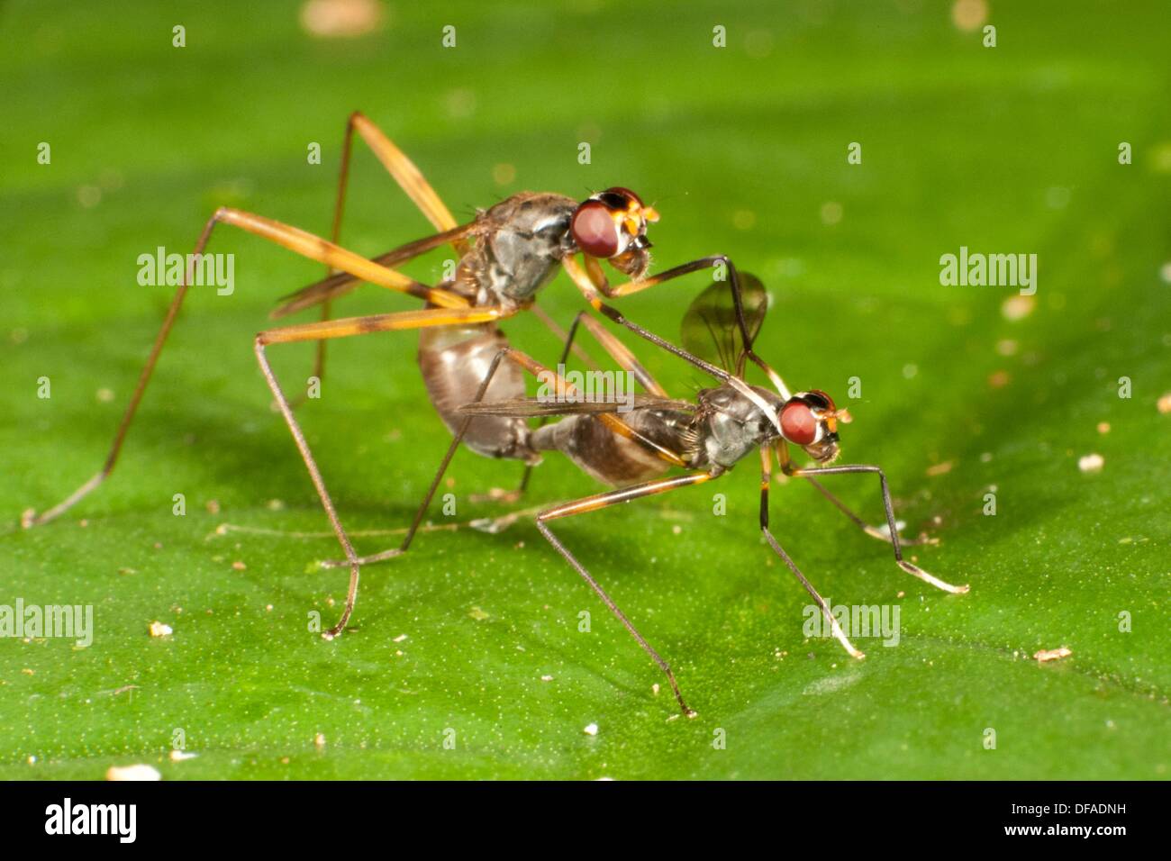 Stilt Legged Flies High Resolution Stock Photography and Images - Alamy