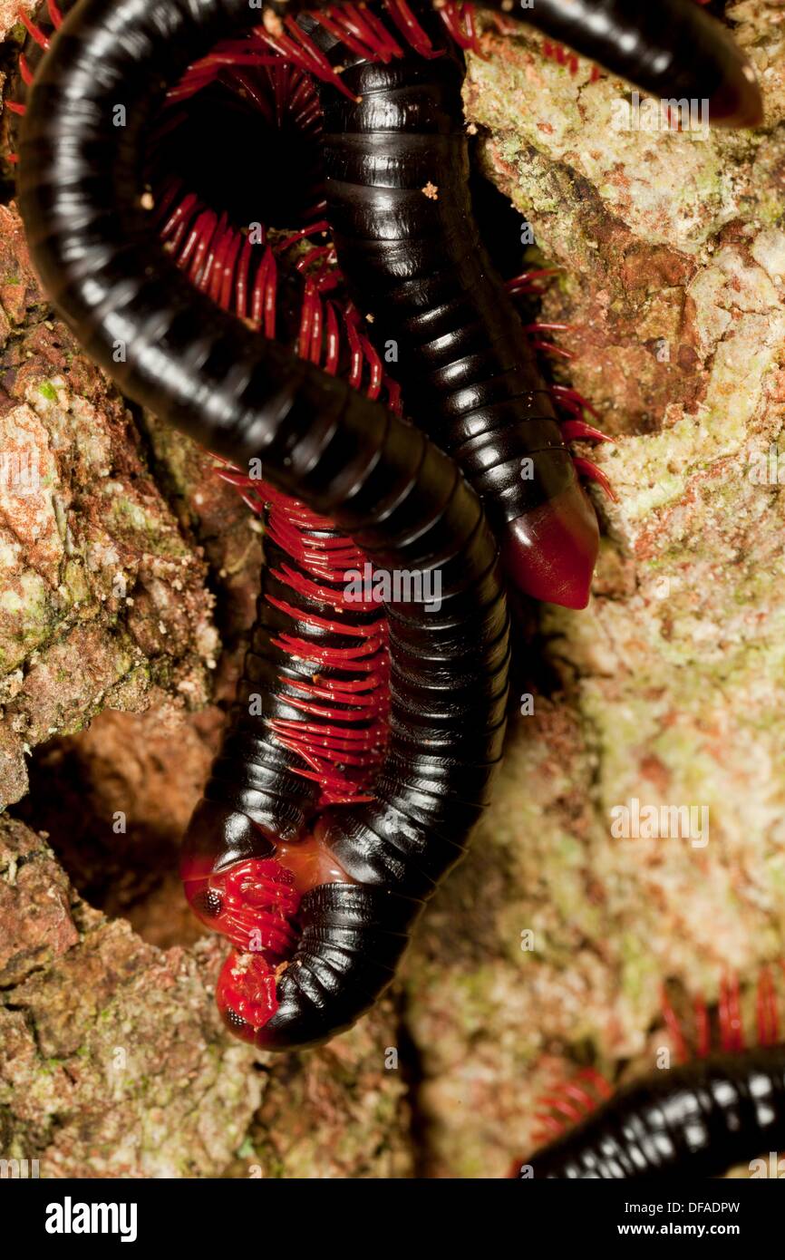 Millipede coil hi-res stock photography and images - Alamy