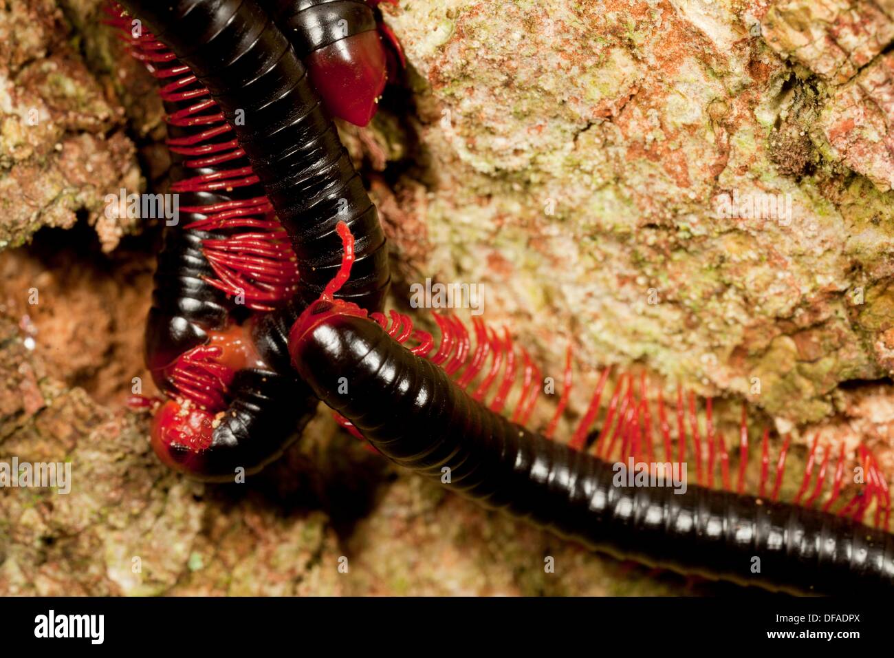 Millipede mating hi-res stock photography and images - Alamy