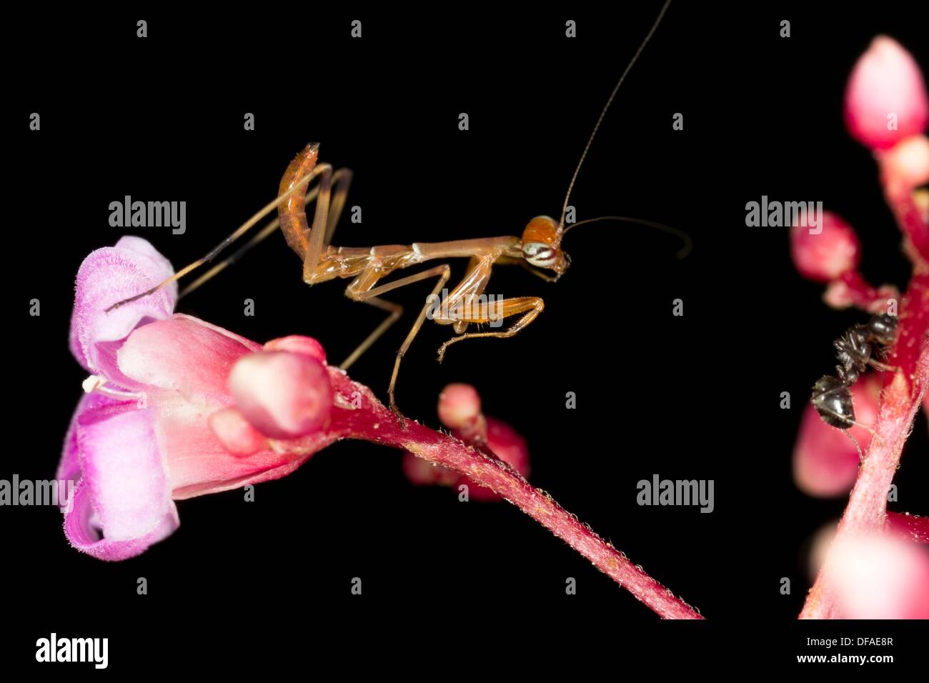Ant mimic mantis hi-res stock photography and images - Alamy