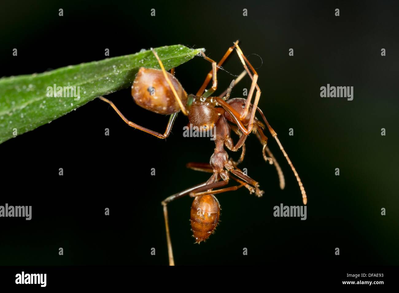 Red ant mimic spider hi-res stock photography and images - Alamy