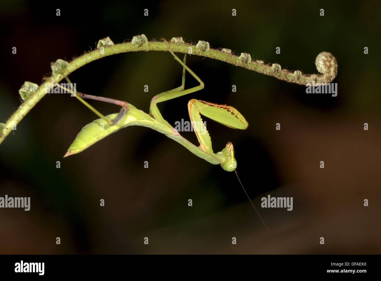 Fighting mantis hi-res stock photography and images - Alamy