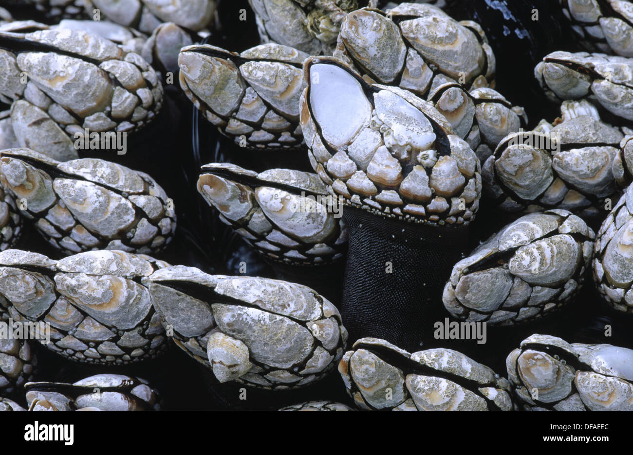 Gooseneck barnacles pacific hi-res stock photography and images - Alamy