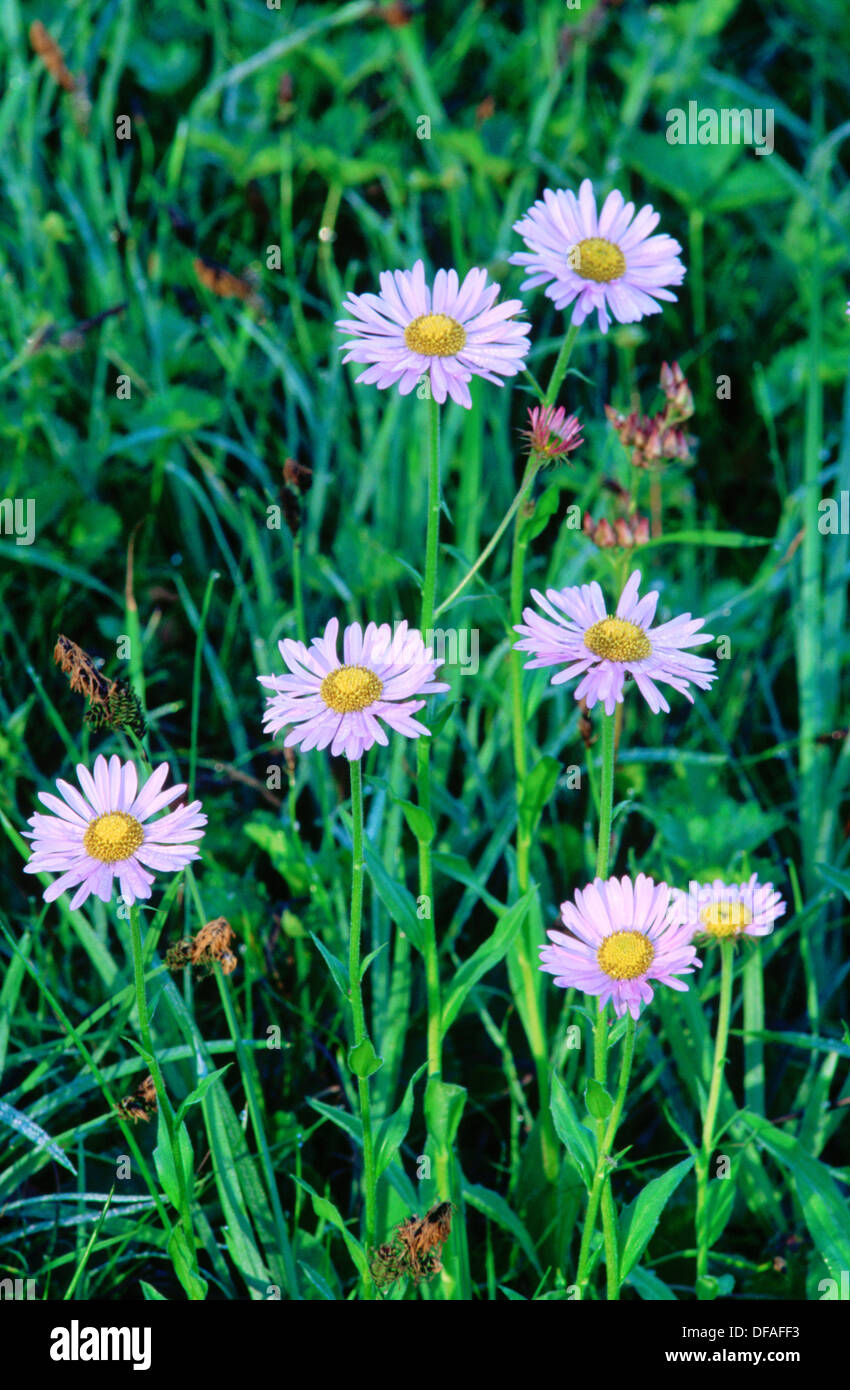 Aster Alpigenus High Resolution Stock Photography and Images - Alamy