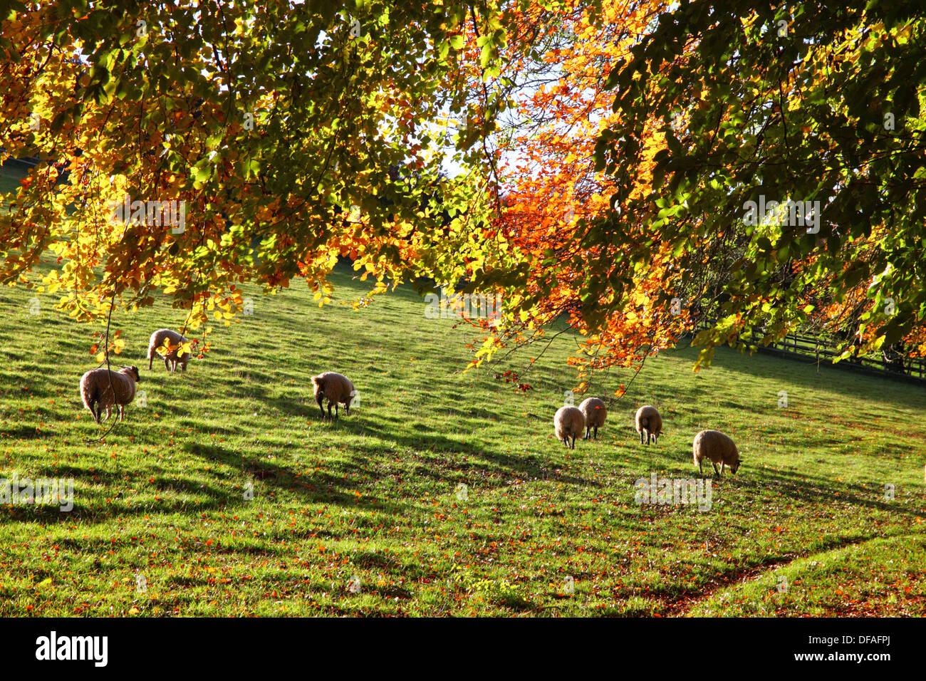 Sheep grazing under golden autumn foliage in the Cotswolds Stock Photo ...