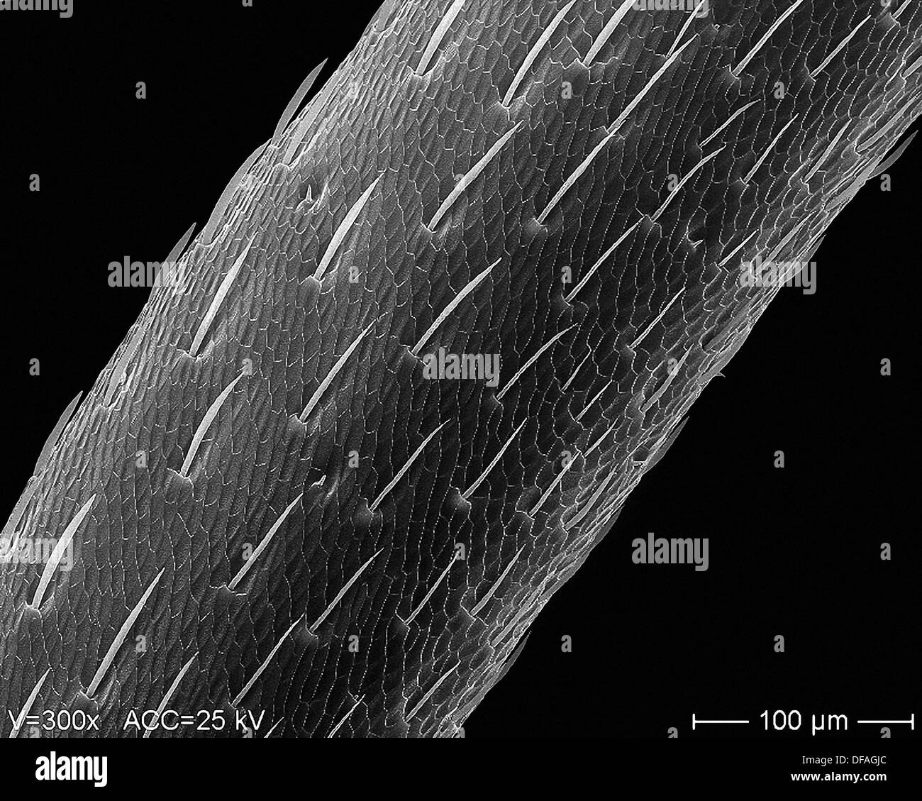 Insect And Microscope Stock Photos & Insect And Microscope Stock Images ...