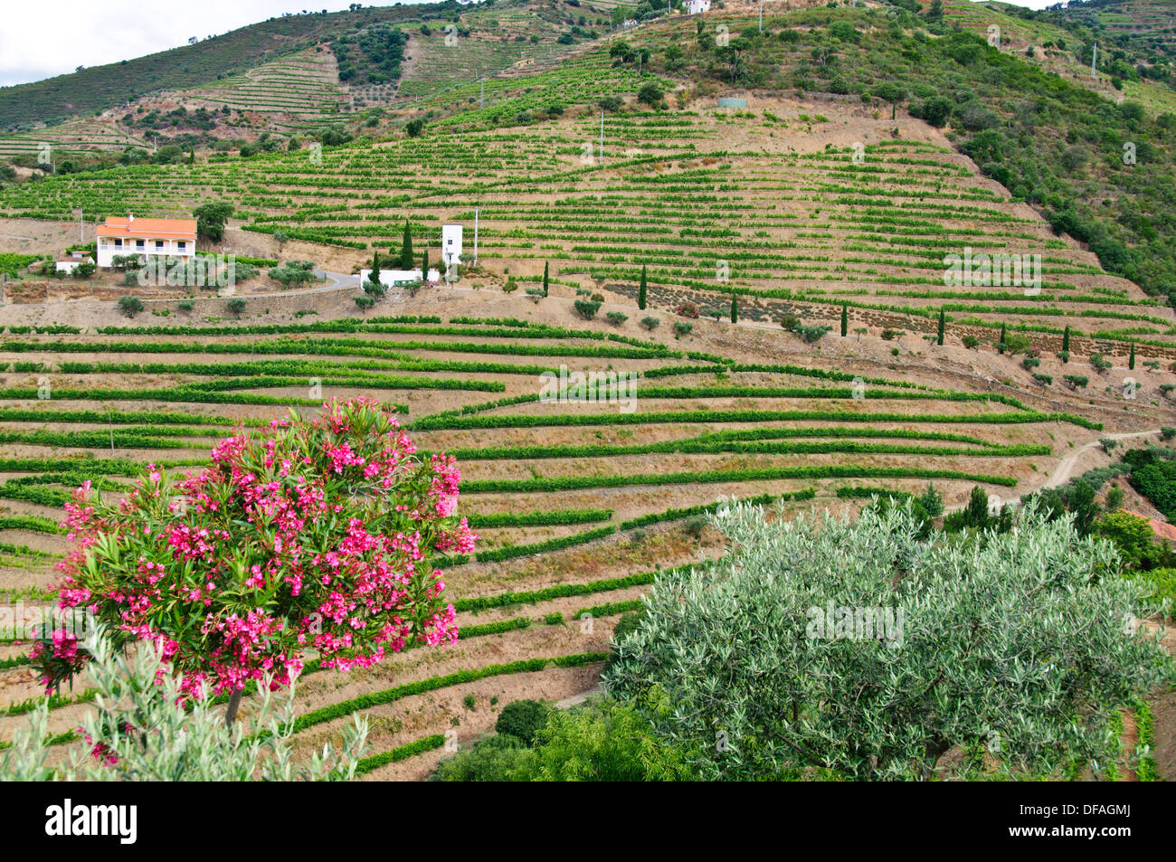 Views of Quinta Nova Vinyards,Estate,River Douro,Vines,Terraces ...