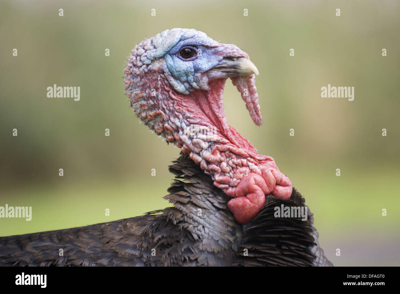 Male Turkey Profile High Resolution Stock Photography and Images - Alamy