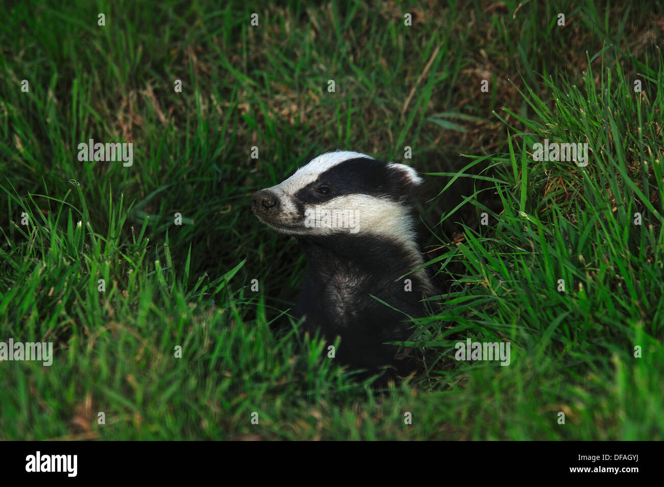 Badger set hi-res stock photography and images - Alamy