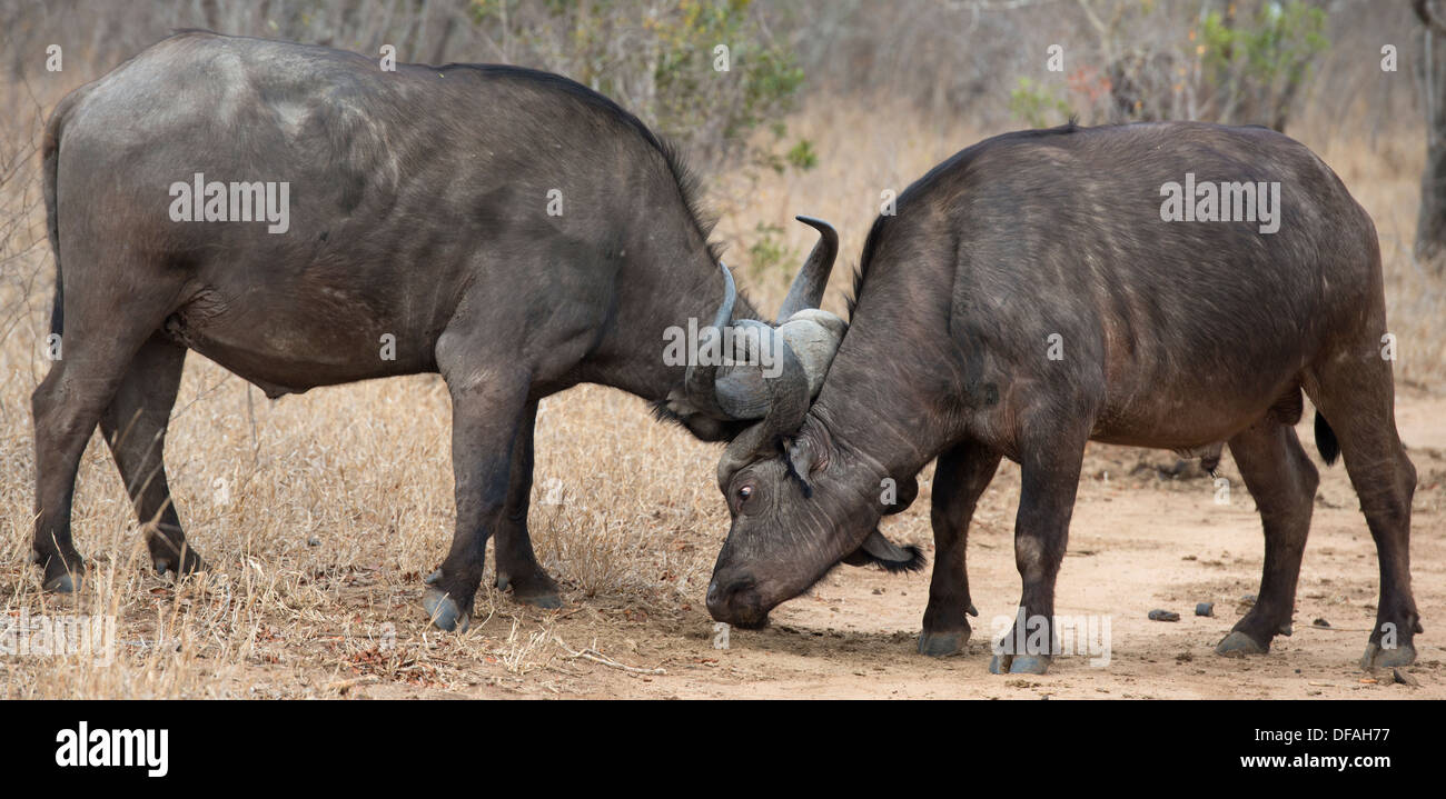 Against Bull Fighting High Resolution Stock Photography and Images - Alamy
