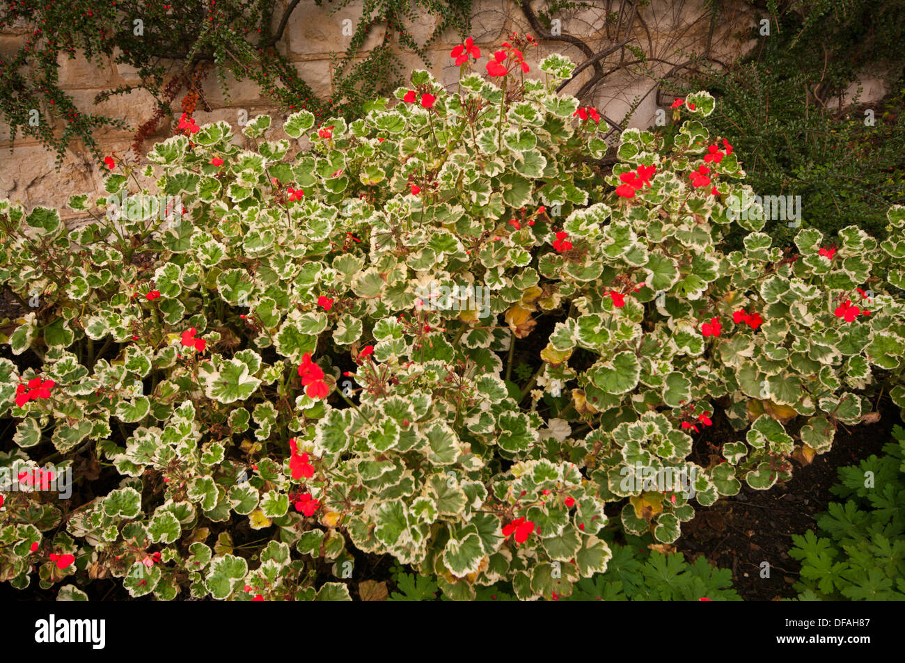 Variegated red hi-res stock photography and images - Alamy