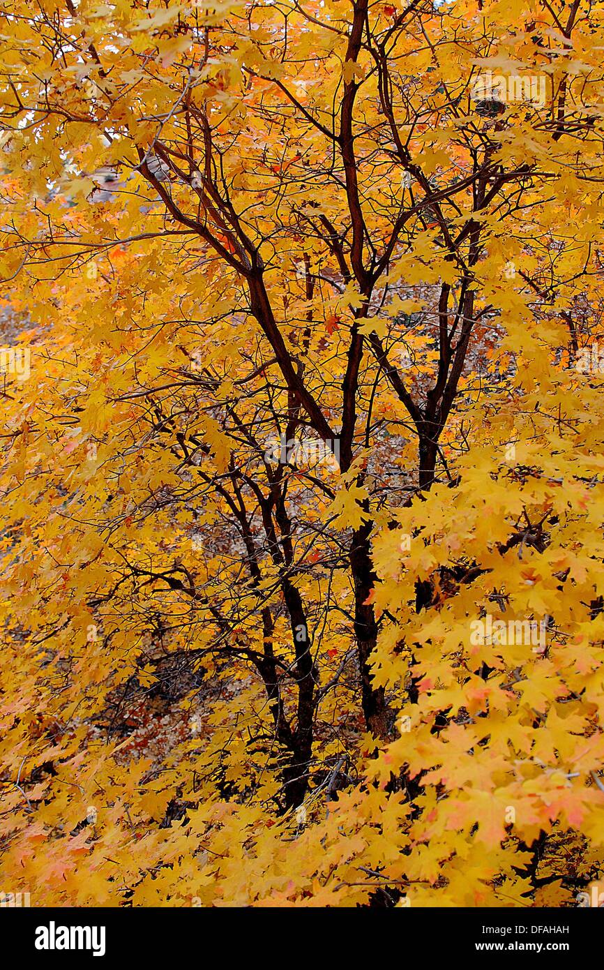 Fall maple colors hi-res stock photography and images - Alamy