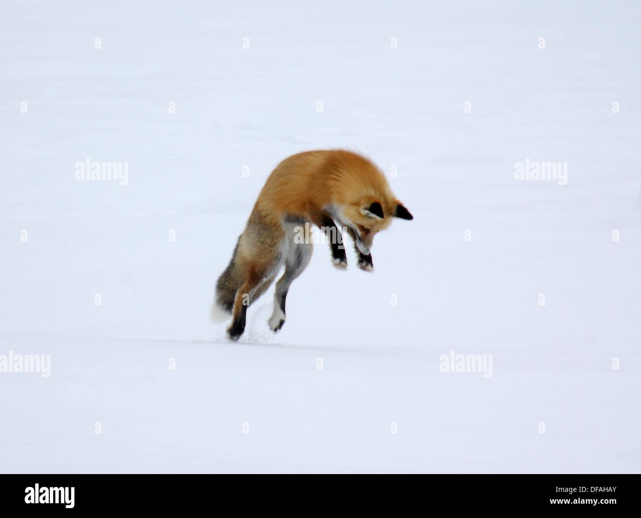 Red fox snow mousing hi-res stock photography and images - Alamy