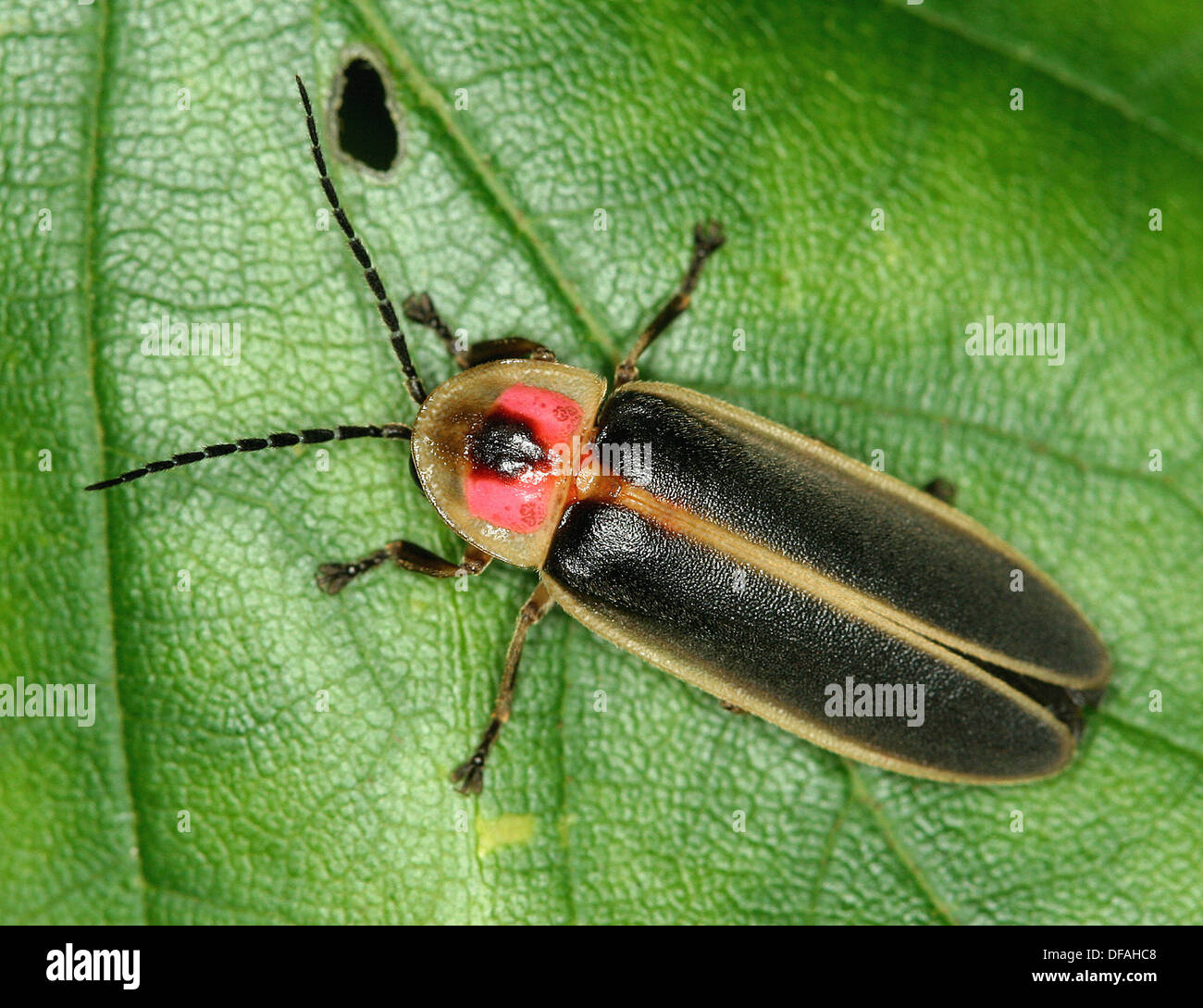Photinus sp hi-res stock photography and images - Alamy