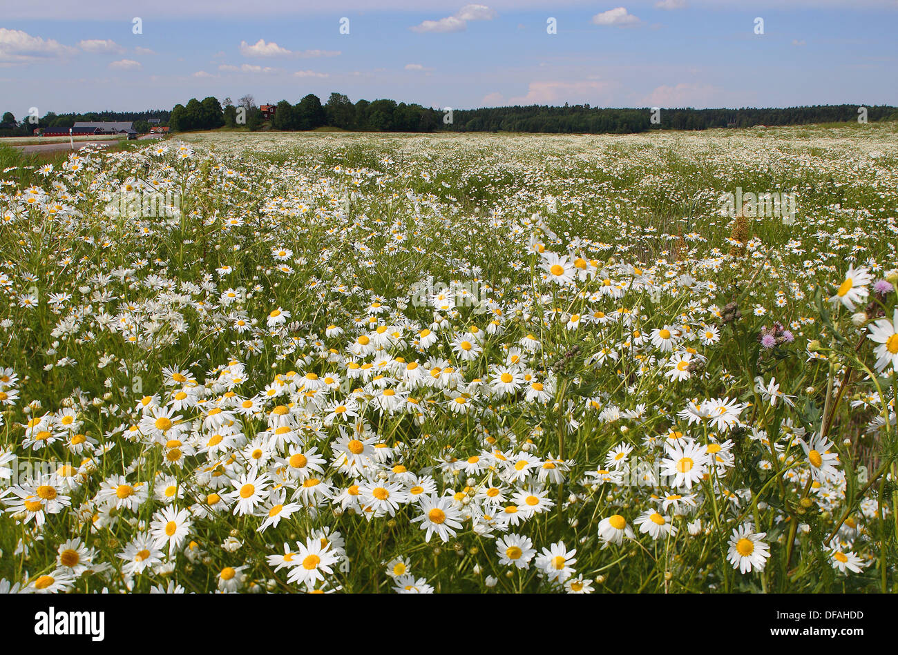 Matricaria Inodora High Resolution Stock Photography and Images - Alamy
