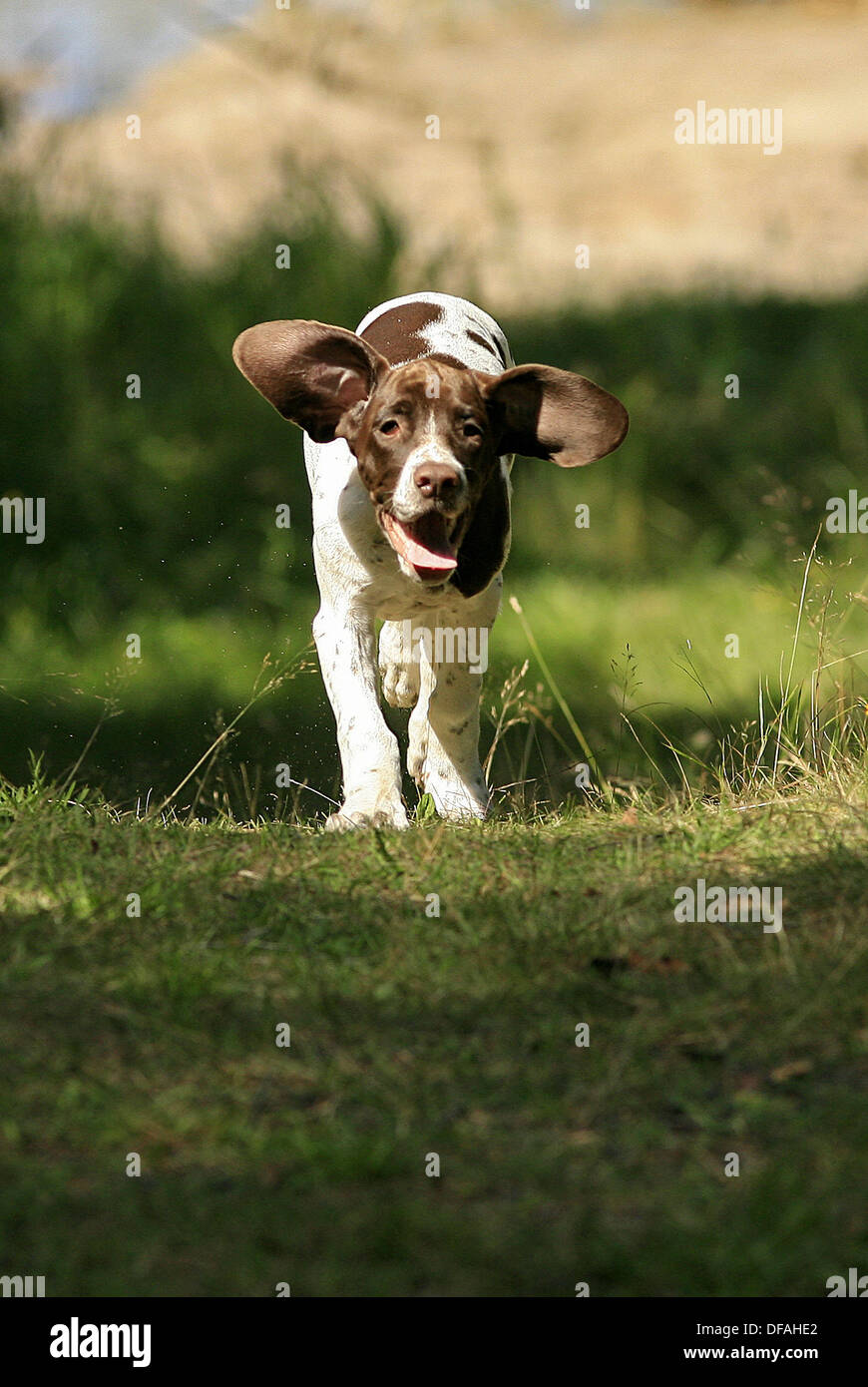 Old danish pointer hi-res stock photography and images - Alamy