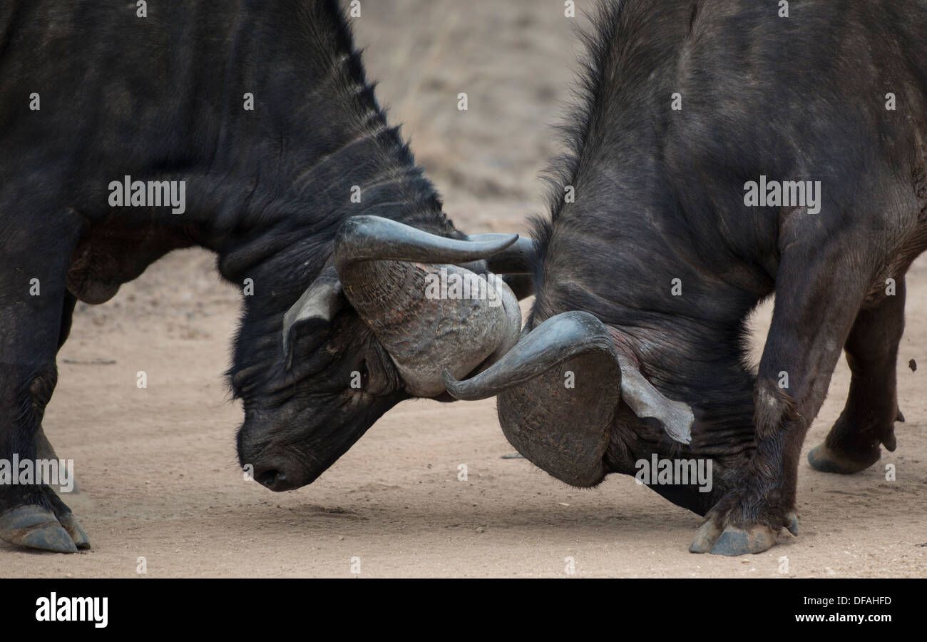 Buffalo bulls hi-res stock photography and images - Alamy