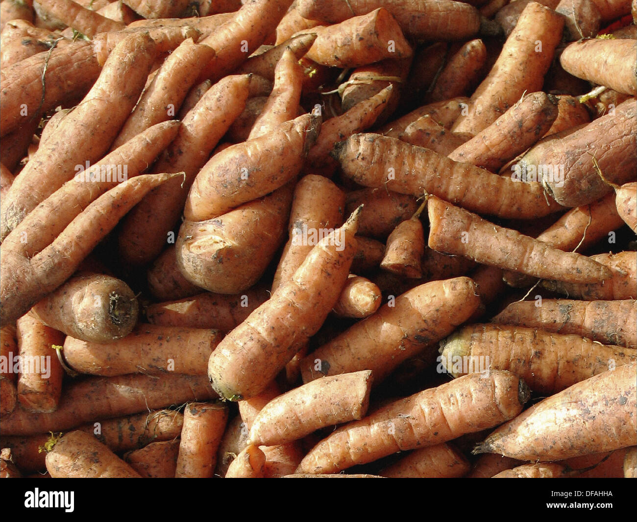 Carrots (Daucus carota var. mativue Stock Photo - Alamy