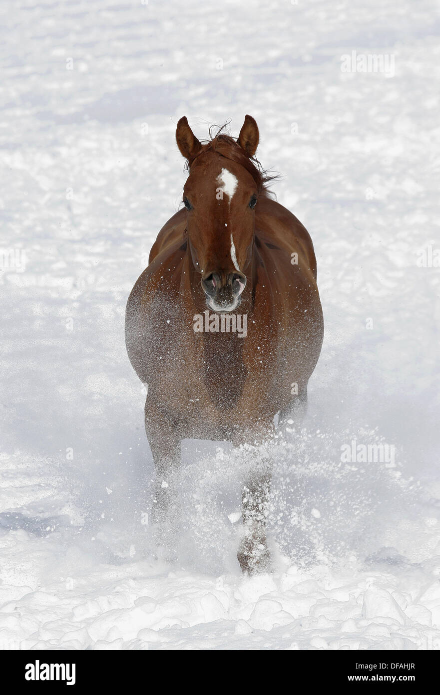 With Arab Pony High Resolution Stock Photography and Images - Alamy