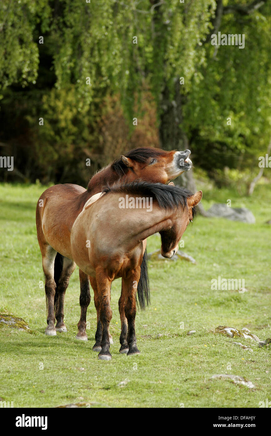 Gotland pony. Sweden Stock Photo - Alamy