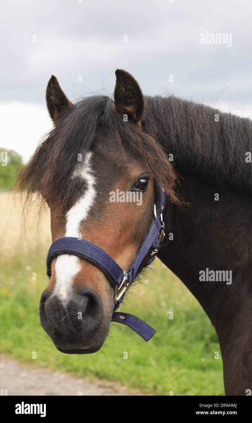 Welsh horse hi-res stock photography and images - Alamy