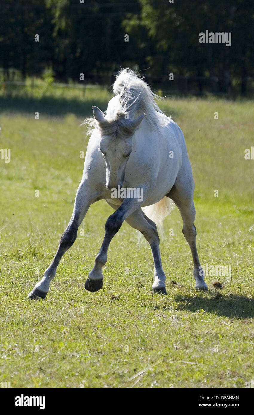 Know horse hi-res stock photography and images - Alamy