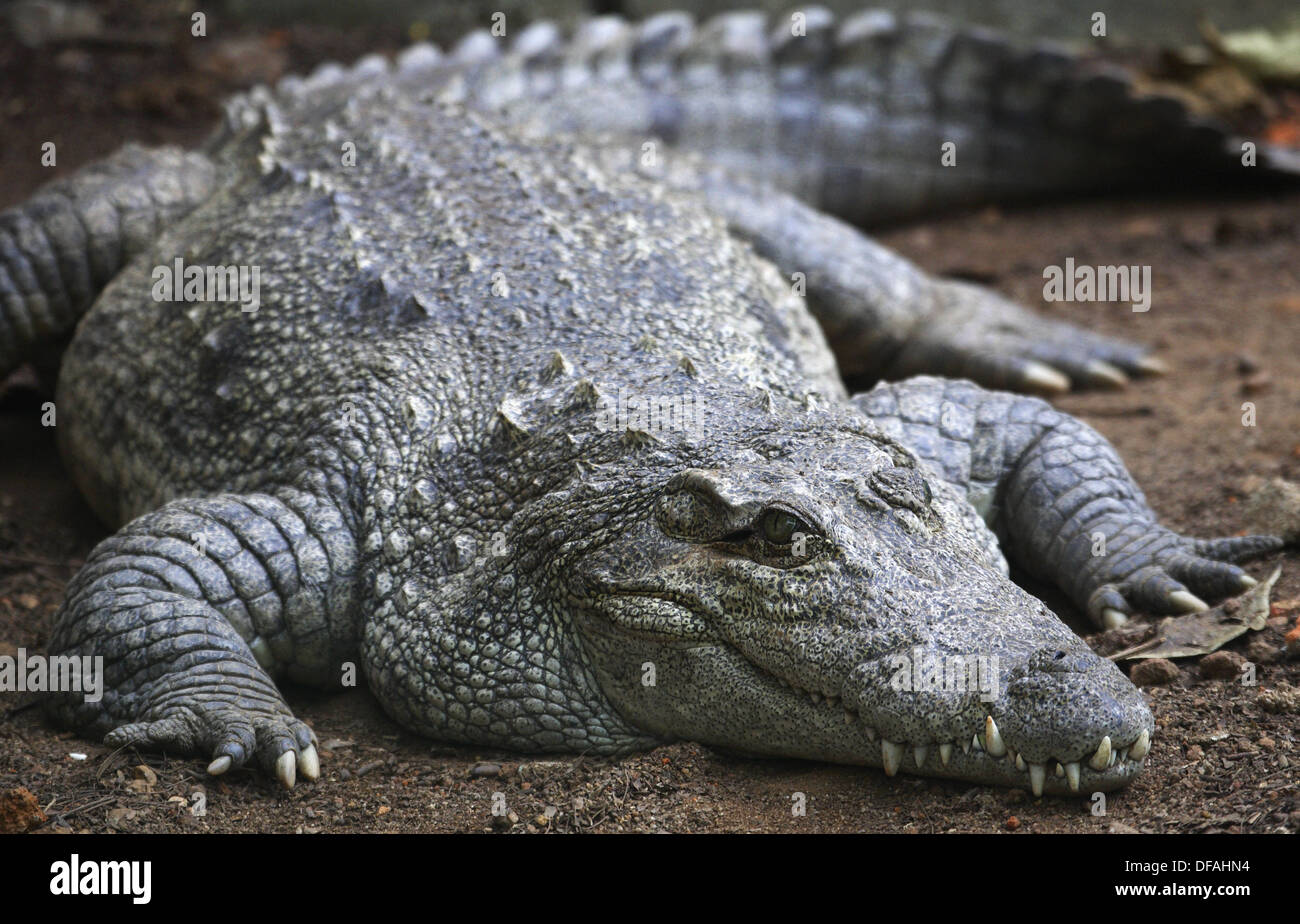 Reptile Kerala High Resolution Stock Photography and Images - Alamy