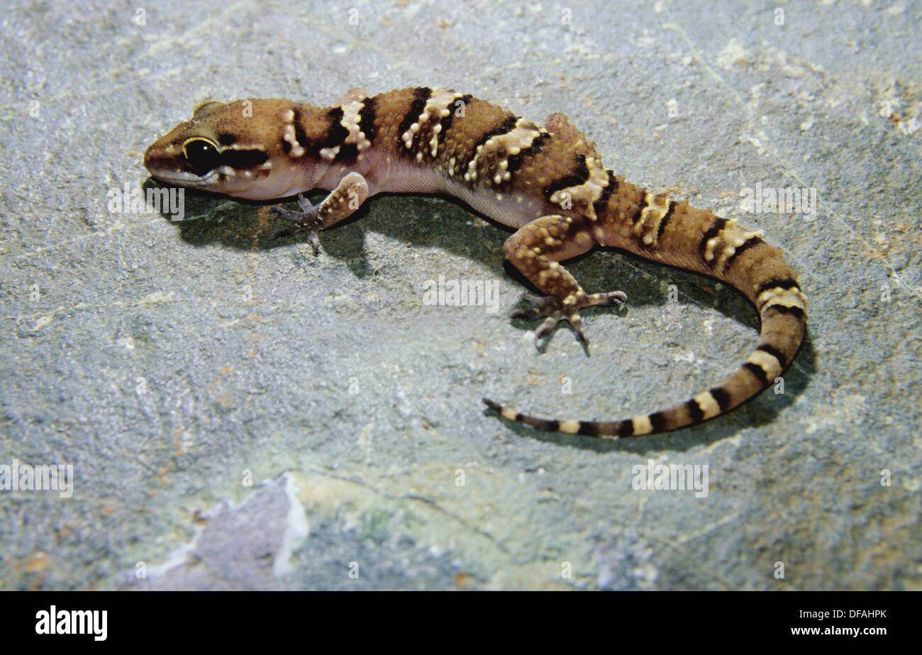 Leaf Toed Gecko Stock Photos & Leaf Toed Gecko Stock Images - Alamy