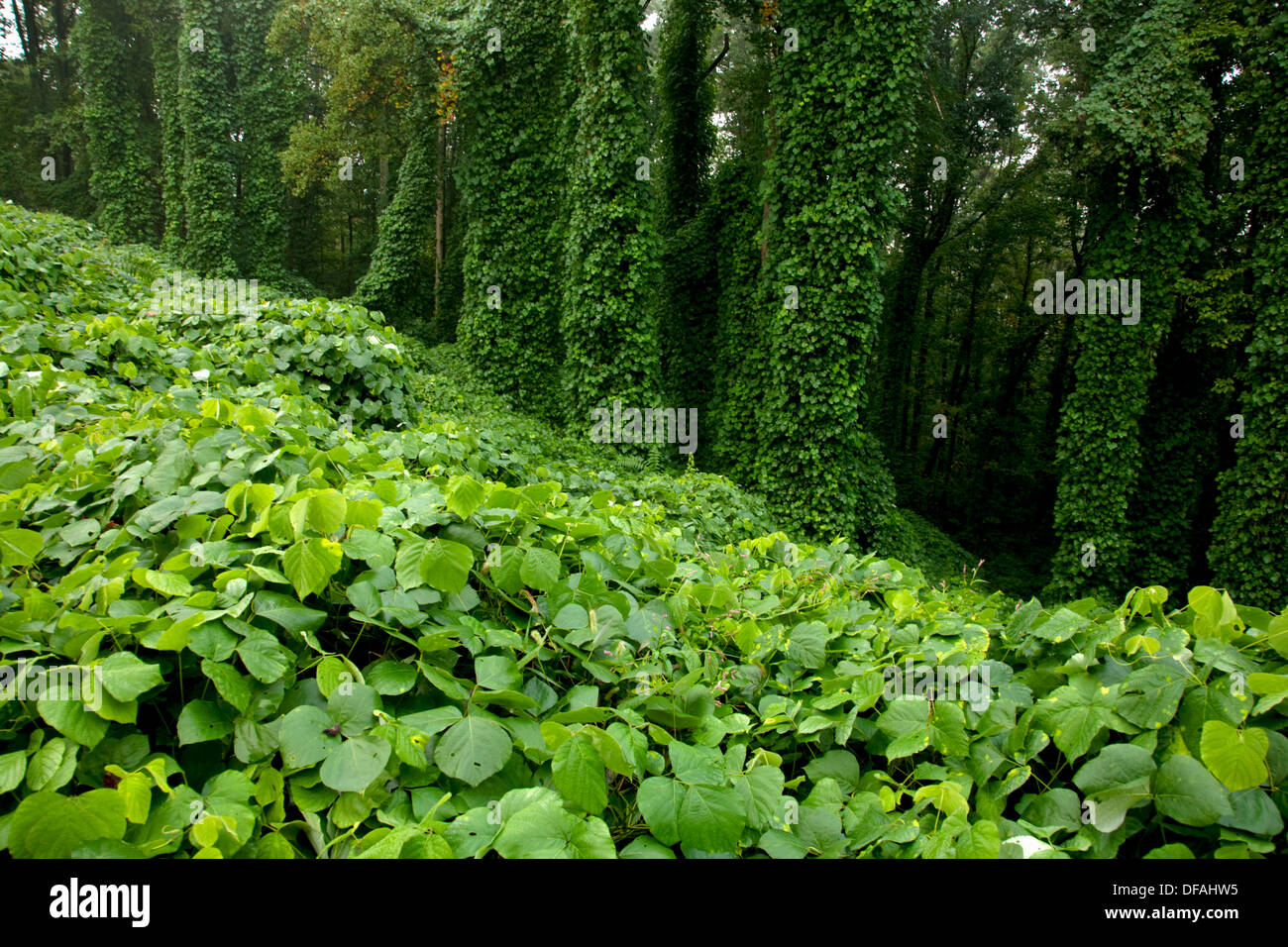Kudzu plant hi-res stock photography and images - Alamy
