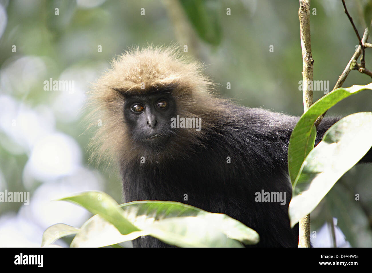Nilgiri langur trachypithecus johnii hi-res stock photography and ...