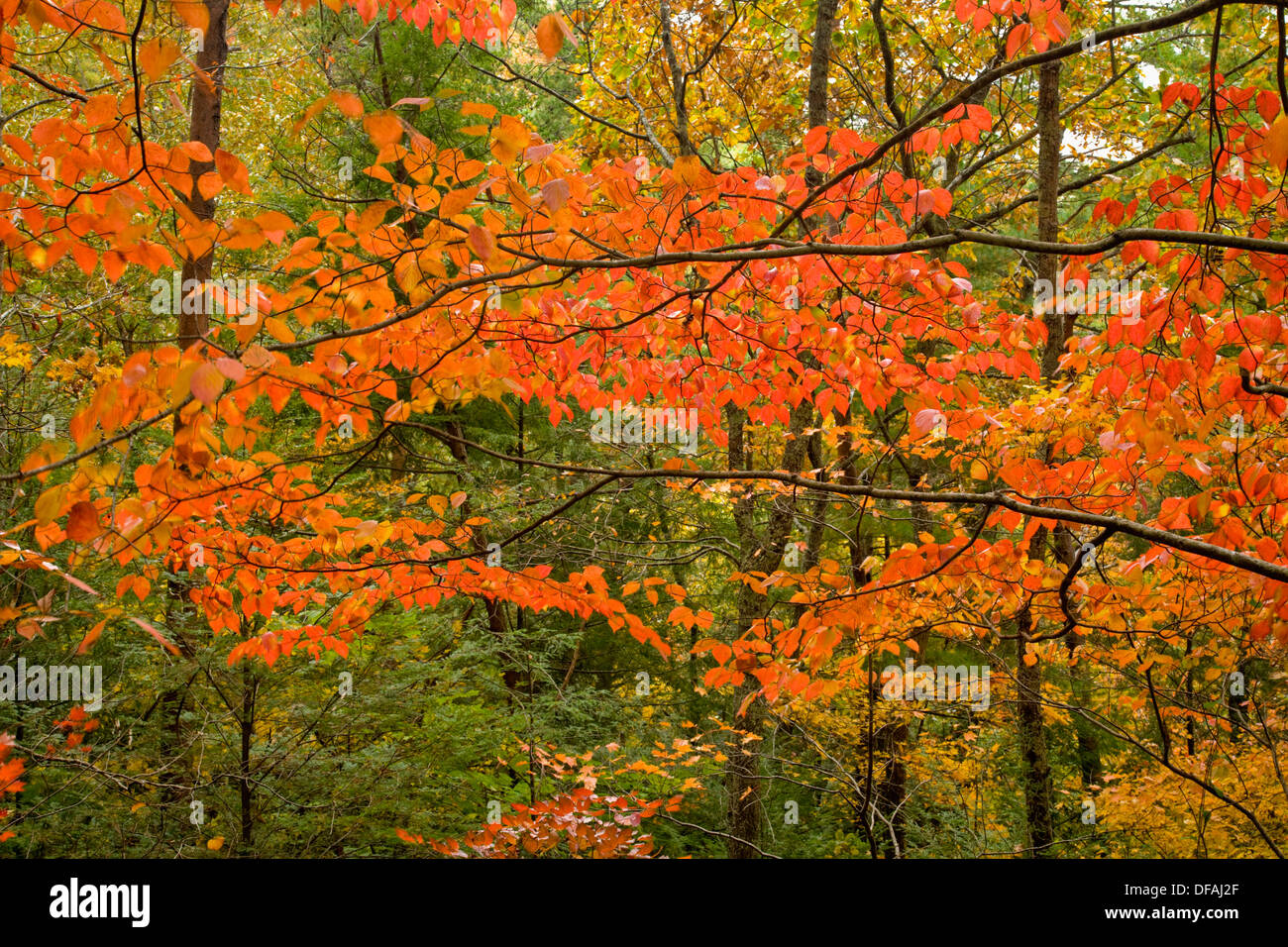 Cherokee national forest tn tennessee hi-res stock photography and ...